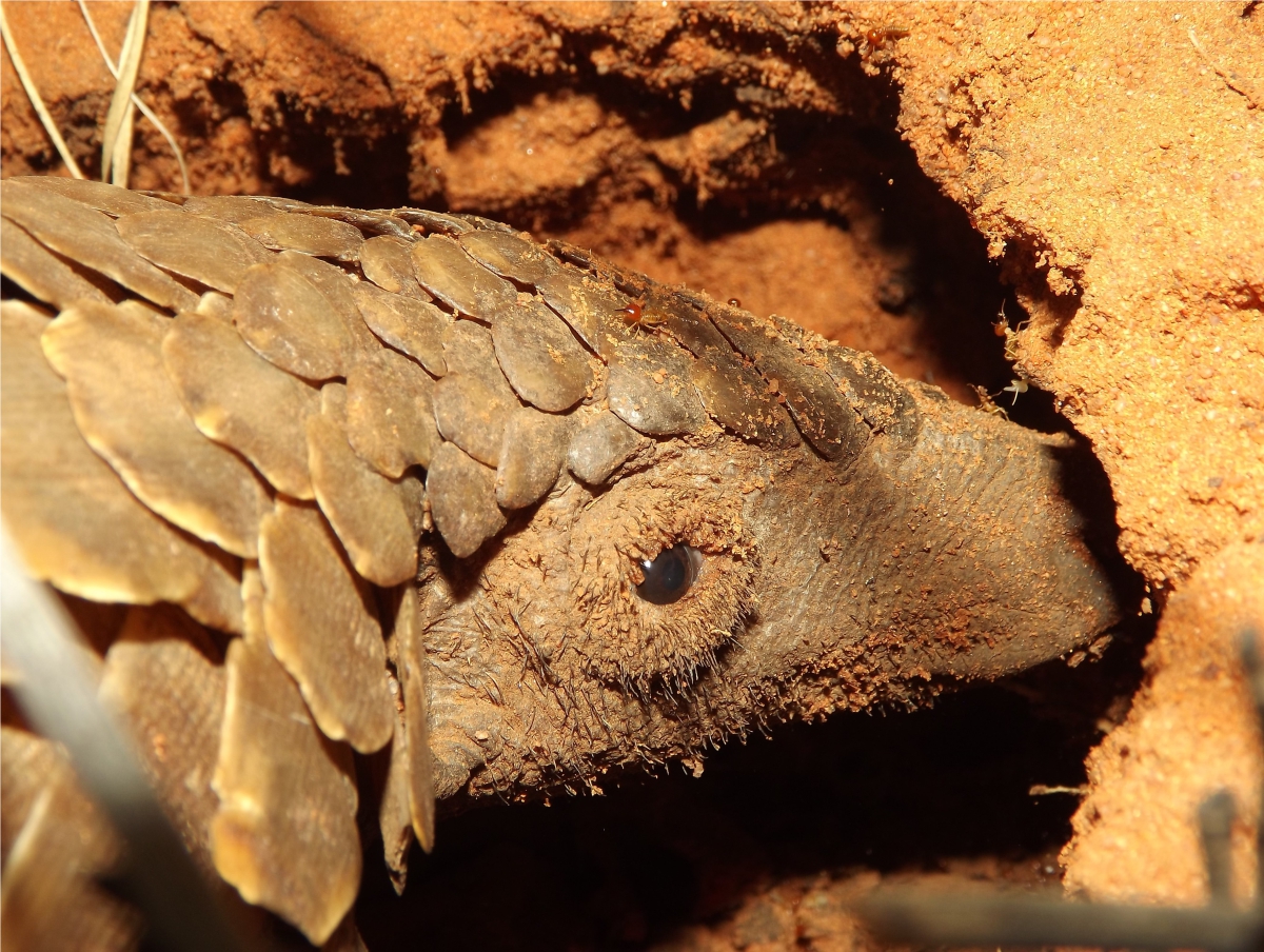 The Secret Life of Pangolins | Luxury Bush Breaks